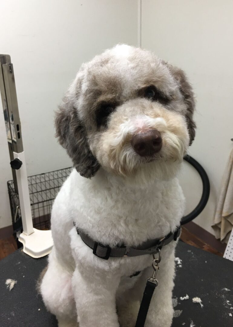 Custom and Certified