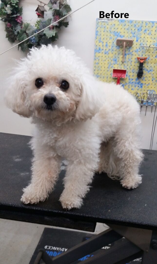 Custom and Certified